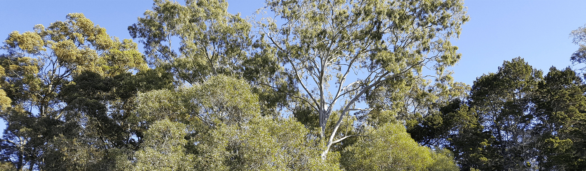 Victoria Point State School